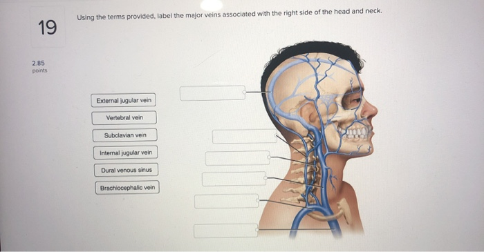 Solved Using the terms provided, label the major veins of | Chegg.com