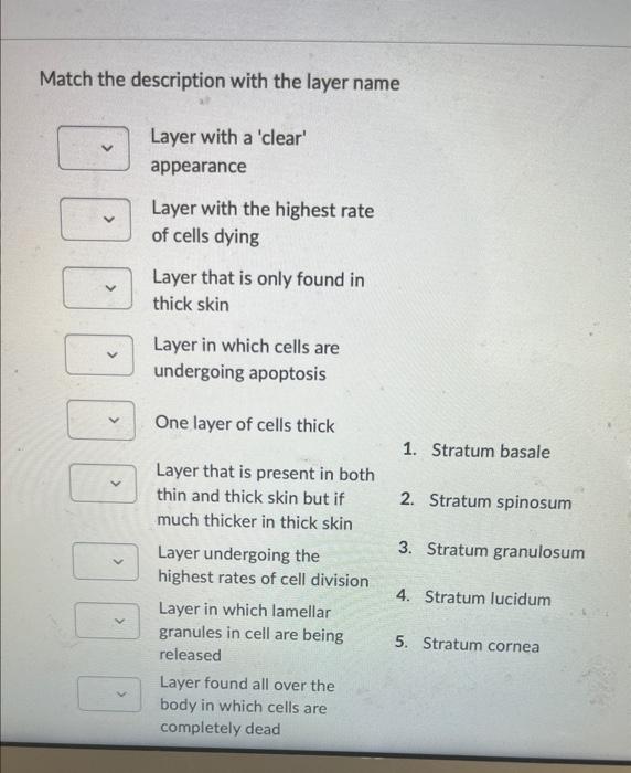 Solved Match the description with the layer name Layer with | Chegg.com