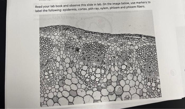 Solved Read your lab book and observe this slide in lab. On | Chegg.com