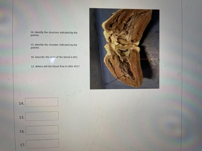 Solved 14. Identify the structure indicated by the pointer. | Chegg.com