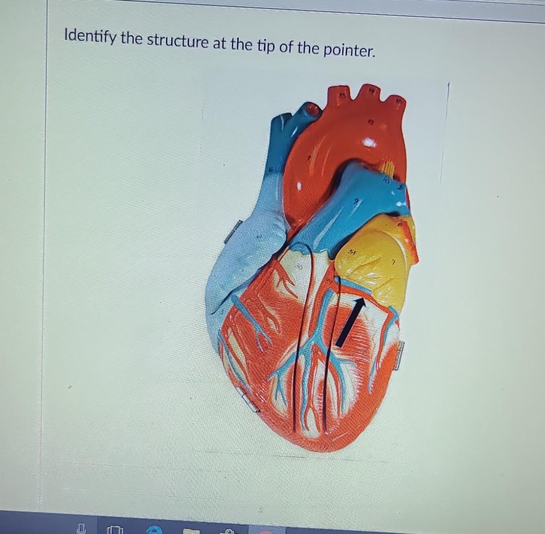 Solved Identify the part of the conducting system at the tip | Chegg.com