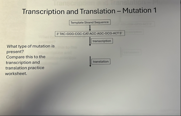 Solved What wouod be the transcription and translation? What | Chegg.com