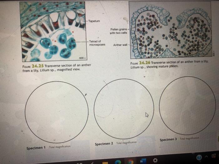Procedure 2 Microanatomy of the Flower 1 Using the | Chegg.com
