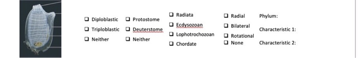 Solved Radiata Phylum: Diploblastic Triploblastic Neither | Chegg.com