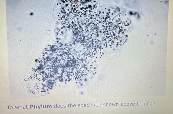 Solved co 200 To what Phylum does the specimen shown above | Chegg.com