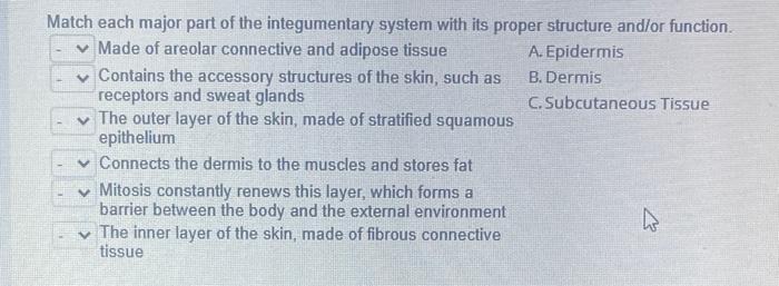 Match each major part of the integumentary system | Chegg.com