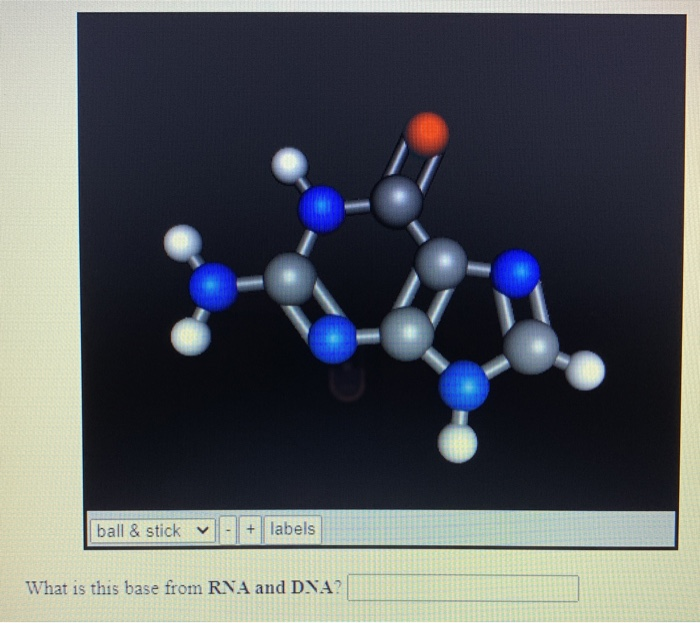 Solved ball & stick v 1 + labels What is this base from RNA | Chegg.com