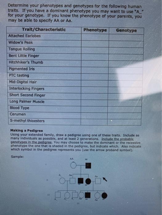 Solved Determine your phenotypes and genotypes for the | Chegg.com