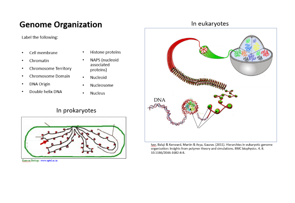 Genome Organization Label the following: - Cell | Chegg.com