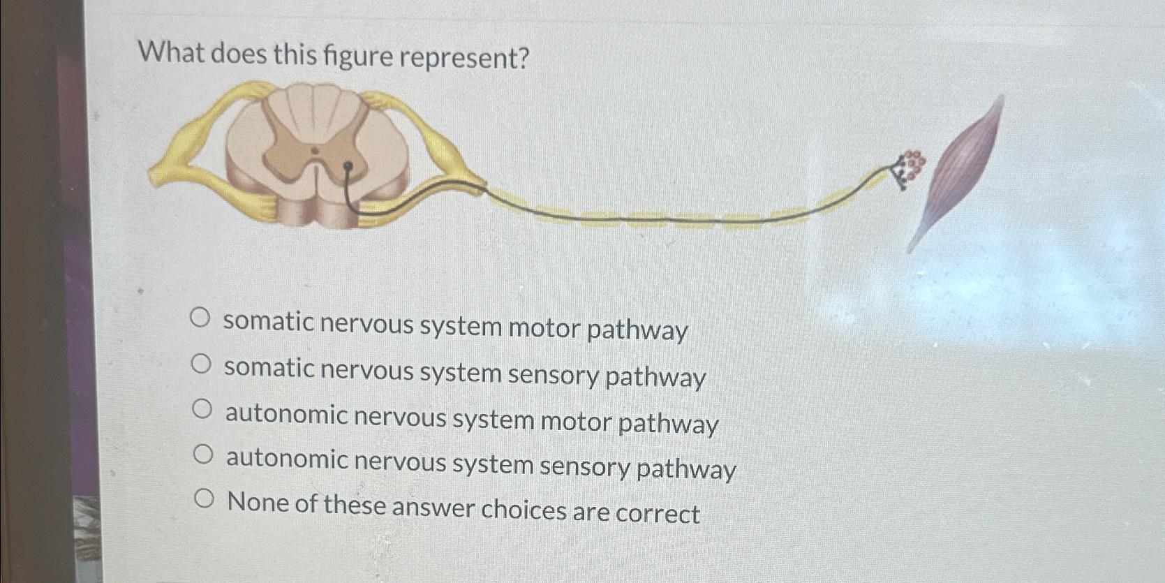 Solved What does this figure represent?somatic nervous | Chegg.com