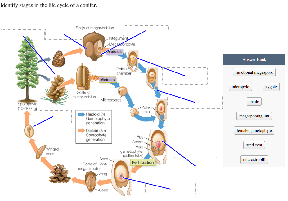 Solved Identify stages in the life cycle of a conifer.Answer | Chegg.com