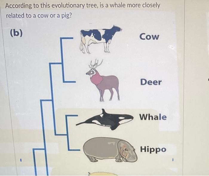 Solved According to this evolutionary tree, is a whale more | Chegg.com