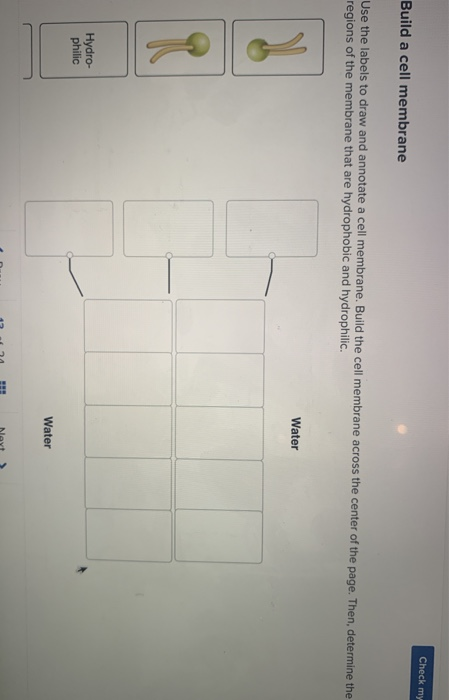 Solved Check my Build a cell membrane Use the labels to draw | Chegg.com