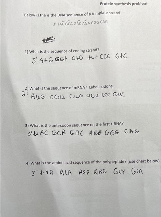 Solved Below is the is the DNA sequence of a template strand | Chegg.com