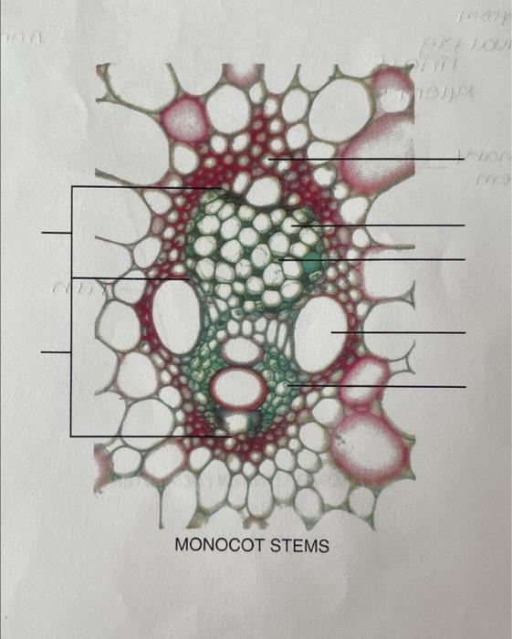 Solved label bundle sheath cells, sievetube member, | Chegg.com