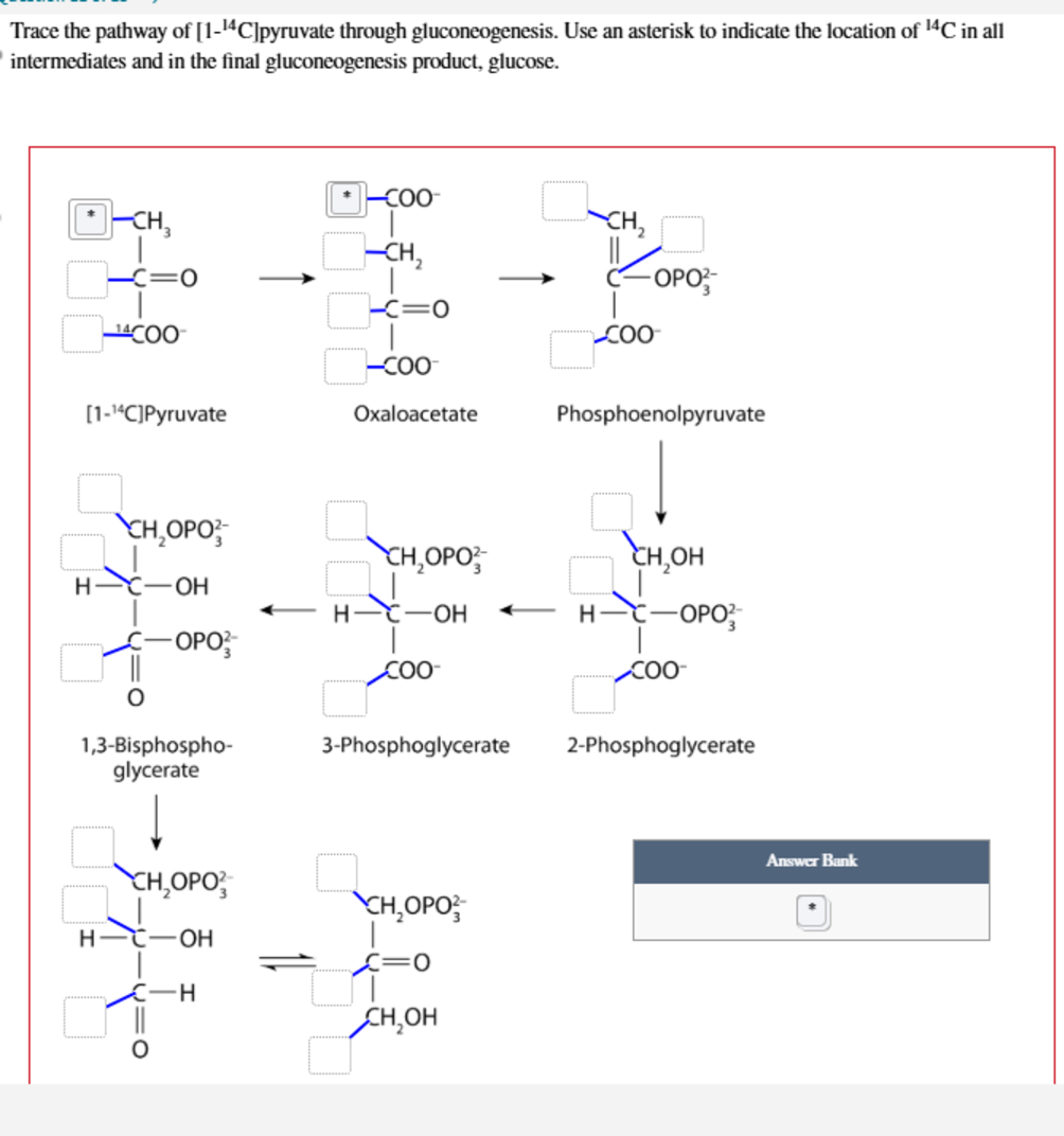 Solved Trace the pathway of 1-?14C ﻿pyruvate through | Chegg.com