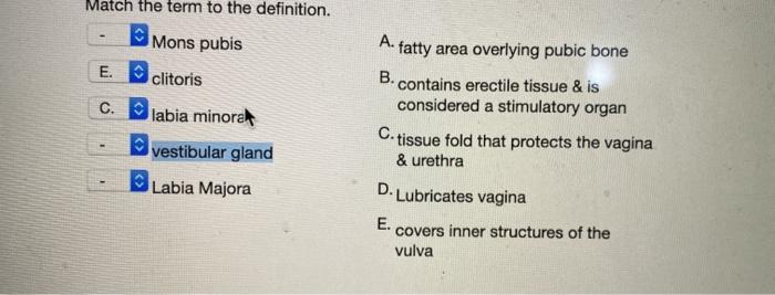 Match the term to the definition. Mons pubis E. | Chegg.com