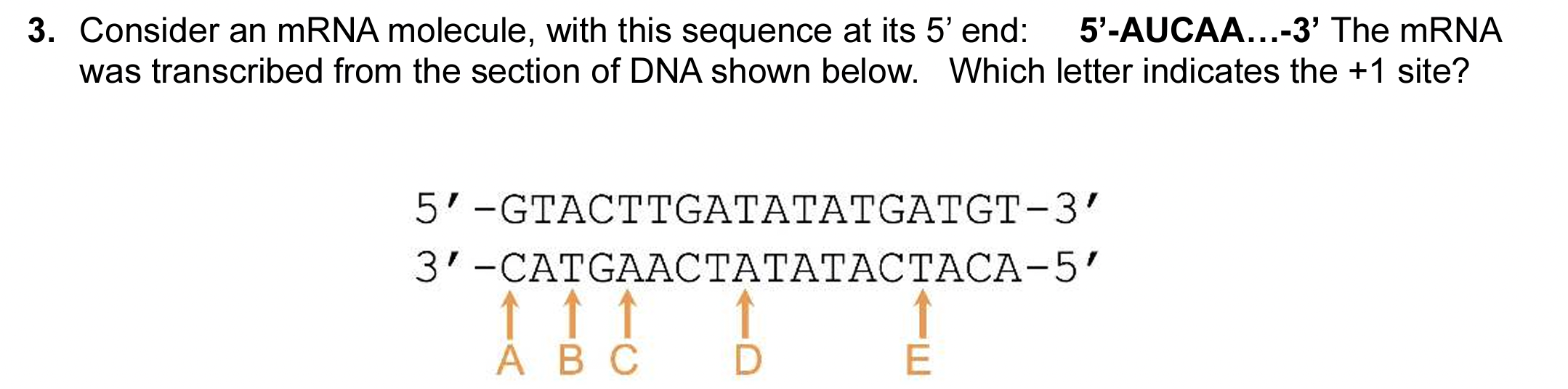 Solved Consider an mRNA molecule, with this sequence at its | Chegg.com