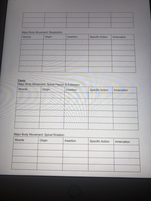 Solved Muscles Worksheet Axial & Cranial It is important to | Chegg.com