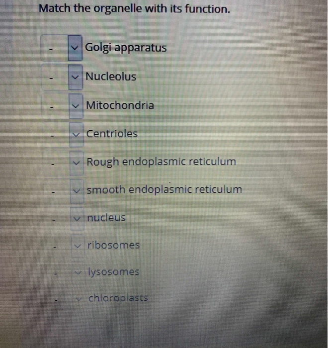Solved Match the organelle with its function. Golgi | Chegg.com