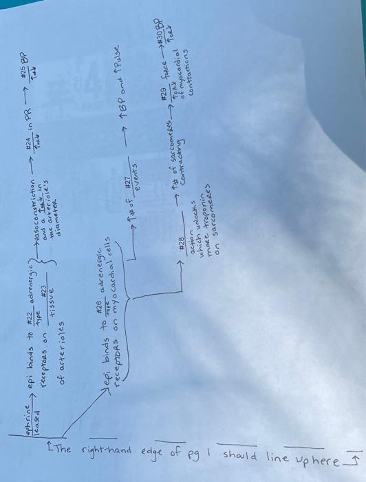 Solved RAAS CONCEPT MAP chemoreceptor cells of Kddney's JGA | Chegg.com