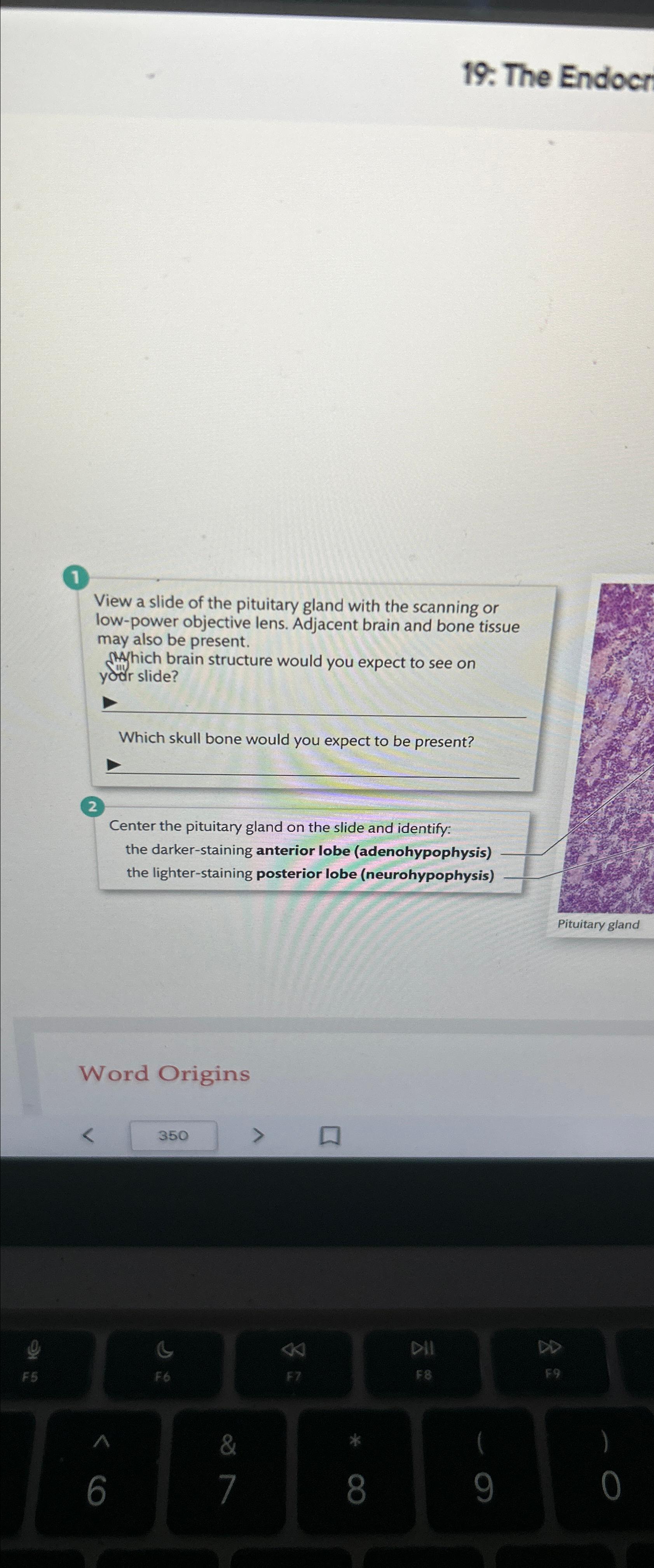 Solved 19: The EndocrView a slide of the pituitary gland | Chegg.com