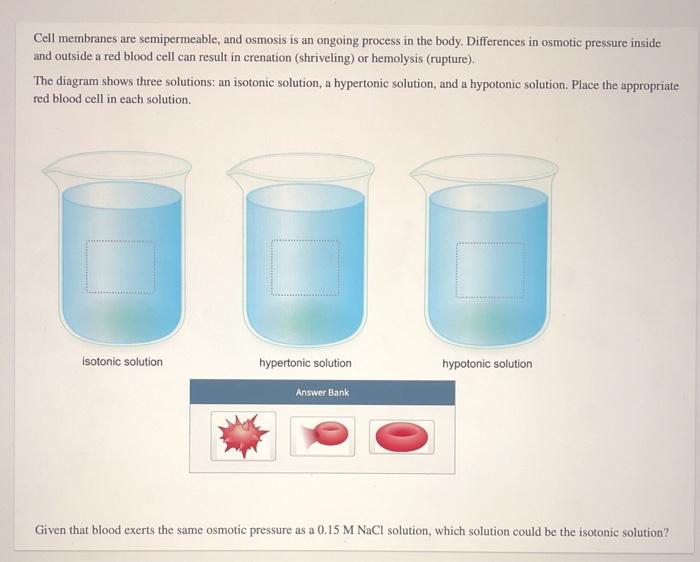 Solved Cell membranes are semipermeable, and osmosis is an | Chegg.com