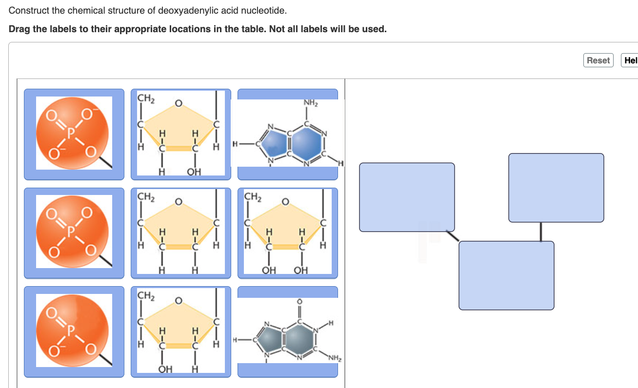 Solved Construct the chemical structure of deoxyadenylic | Chegg.com