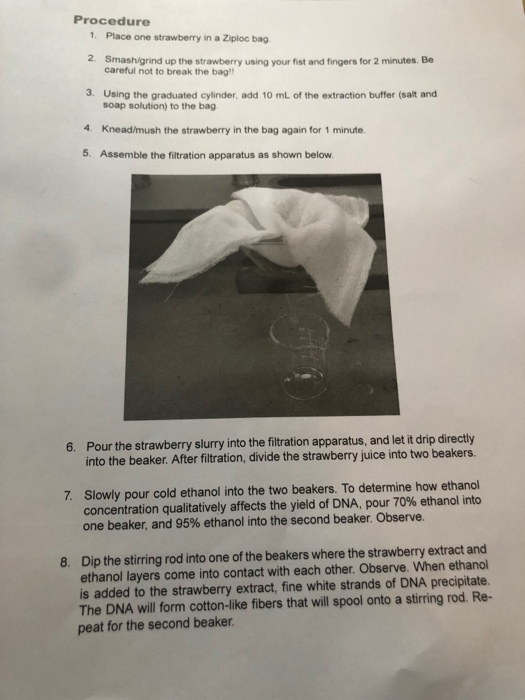 Solved Procedure 1 Place one strawberry in a Ziploc bag 2 | Chegg.com