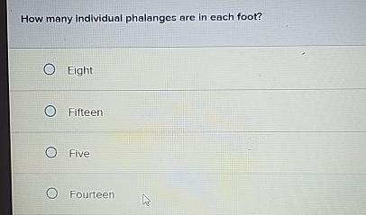 Solved How many individual phalanges are in each | Chegg.com