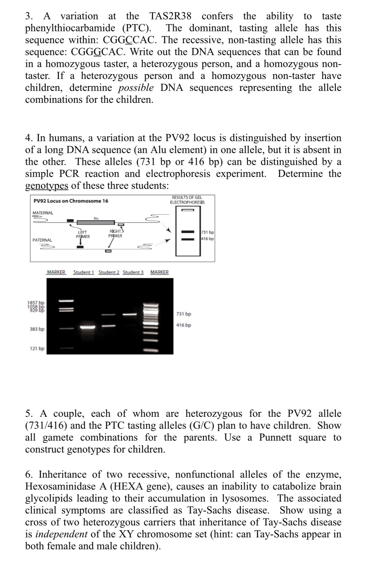 Solved A variation at the TAS2R38 ﻿confers the ability to | Chegg.com