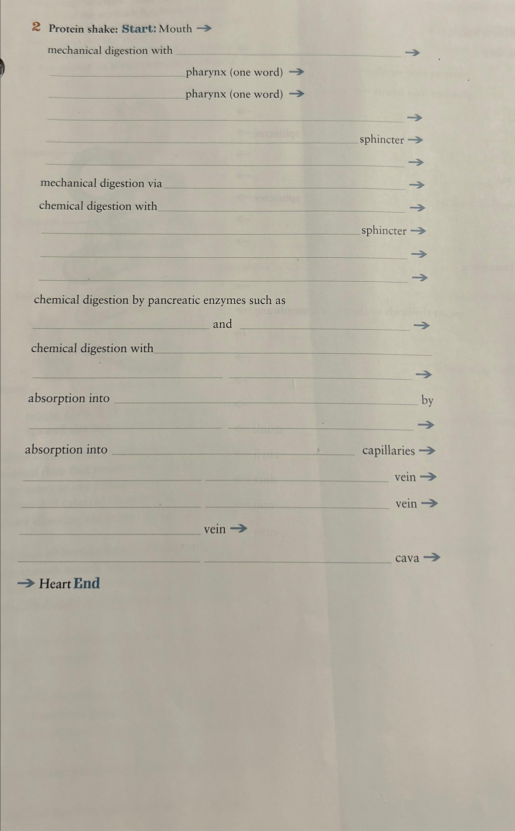 Solved 2 ﻿Protein shake: Start: Mouth →mechanical digestion | Chegg.com