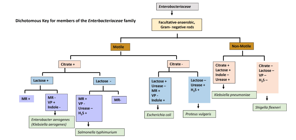 Solved Determine the Identity of each bacterial sample (use | Chegg.com