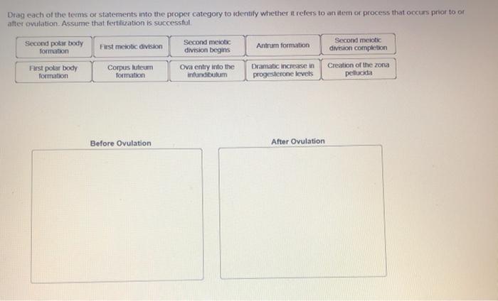 Solved Drag each of the terms or statements into the proper | Chegg.com