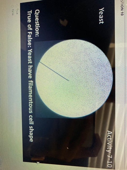 Solved STION 10 Activity 7-10 Yeast Question: True of False: | Chegg.com