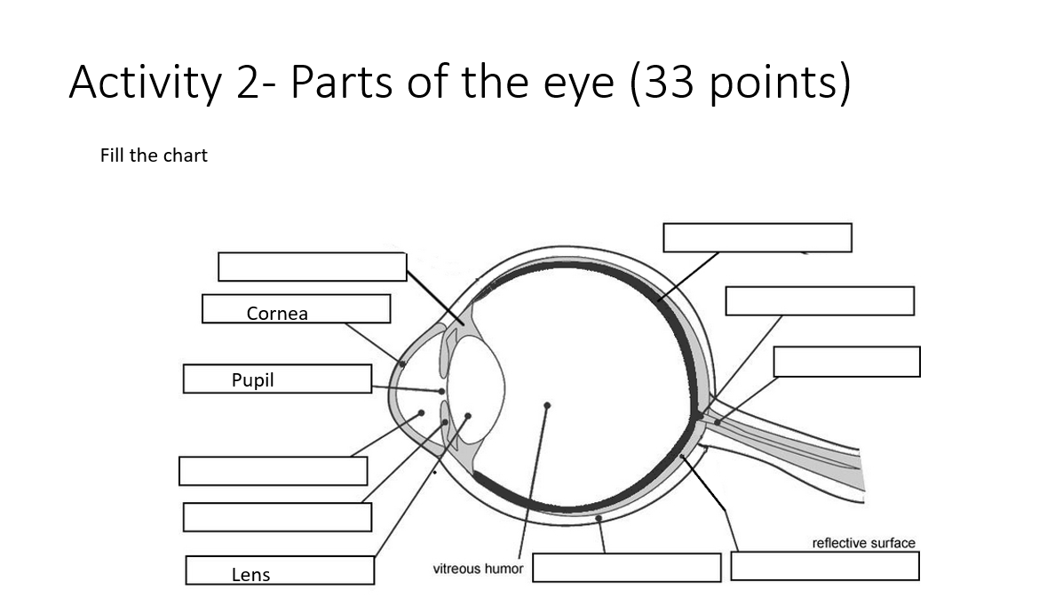 Solved Parts of the Eye Pupil Sclera Retina Ler Iris Optic | Chegg.com