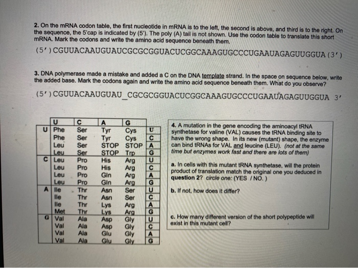 Solved 2. On the mRNA codon table, the first nucleotide in | Chegg.com