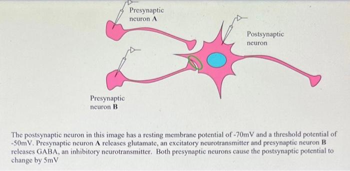 Solved Presynaptic neuron A Postsynaptic neuron Presynaptic | Chegg.com
