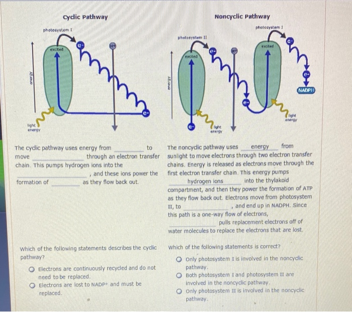 Solved cyclic pathway Noncyclic Pathway photosystem 1 | Chegg.com