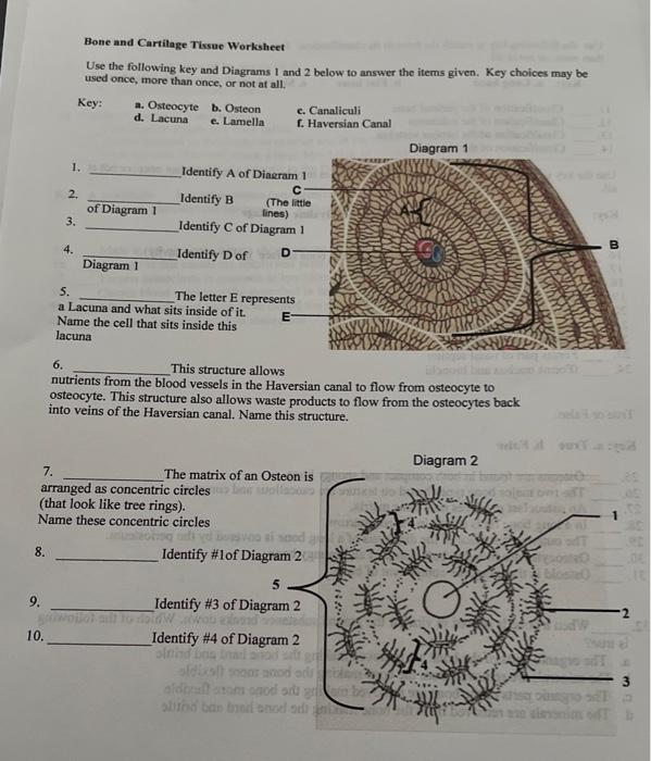 Solved Bone and Cartilage Tissue Worksheet Use the following | Chegg.com