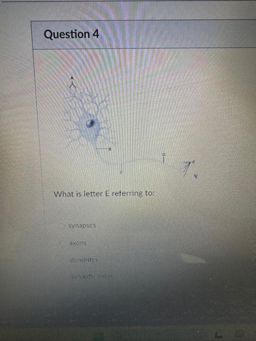 Solved What is letter E referring to: symapses axpos | Chegg.com