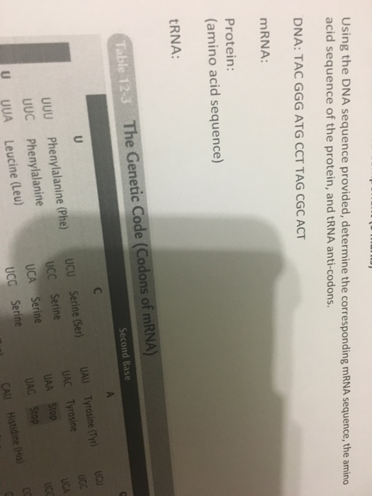 Solved Using the DNA sequence provided, determine the | Chegg.com