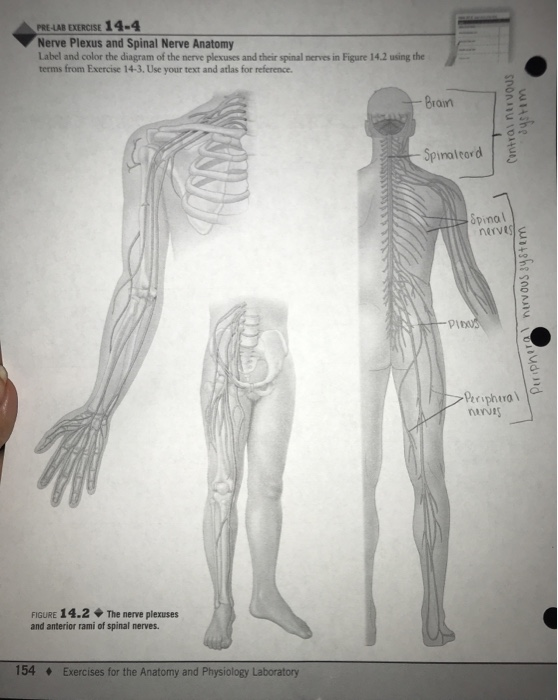 PRE-LAB EXERCISE 14-4 Nerve Plexus and Spinal Nerve | Chegg.com