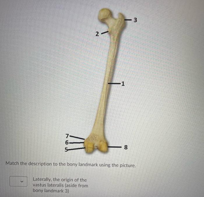 Solved 3 2 1 7 6 5- 8 Match the description to the bony | Chegg.com