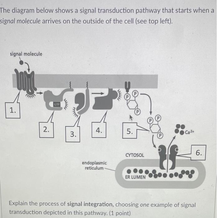 Solved The diagram below shows a signal transduction pathway | Chegg.com