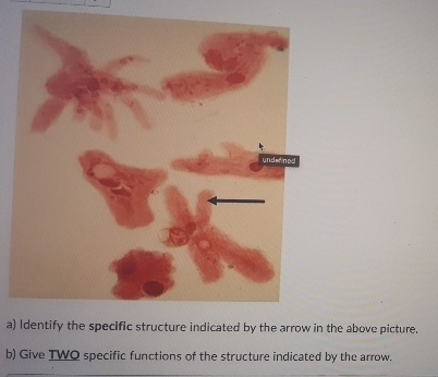 Solved a) ﻿Identify the specific structure indicated by the | Chegg.com