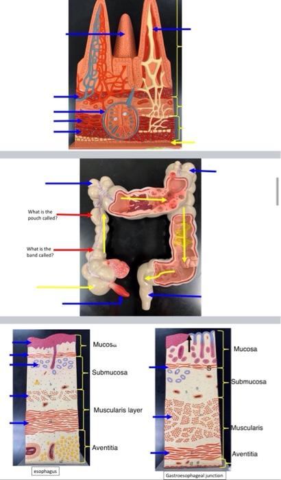 Solved Circular layer of muscularis externa layer? Serosa | Chegg.com