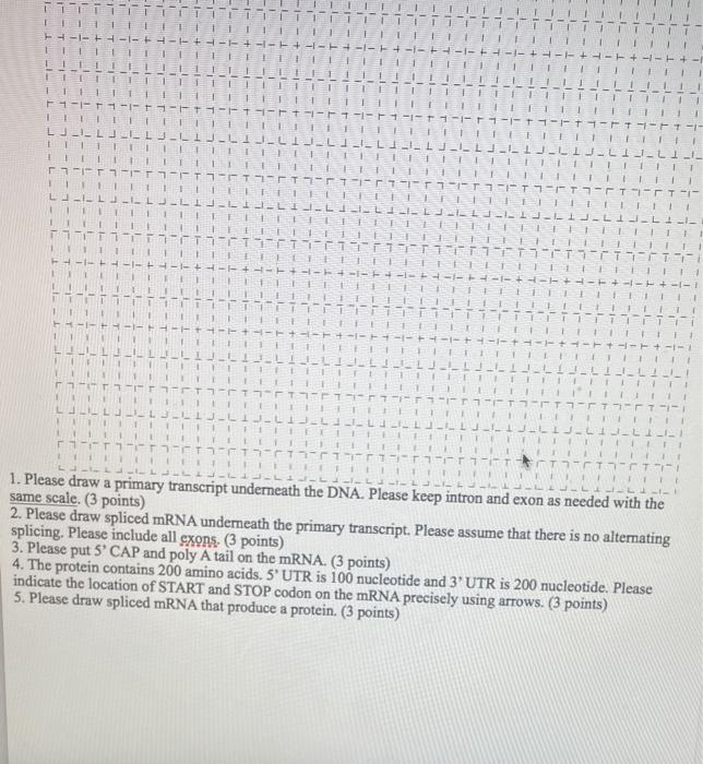 bo: Ini 1. Please draw a primary transcript | Chegg.com