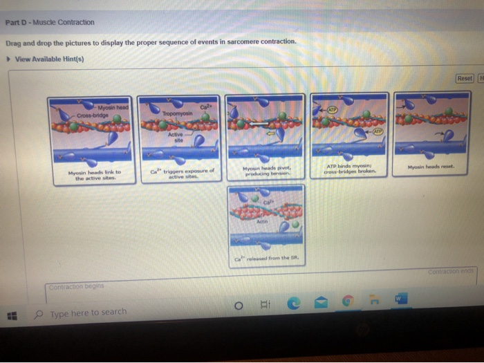 Solved Part D - Muscle Contraction Drag and drop the | Chegg.com