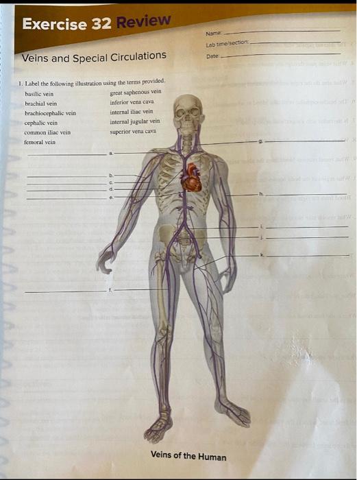 Solved Exercise 32 Review Name Lab time section Veins and | Chegg.com